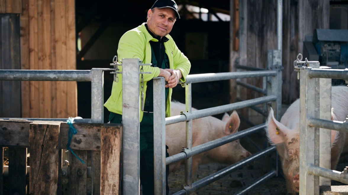 Aufs richtige Schwein gesetzt