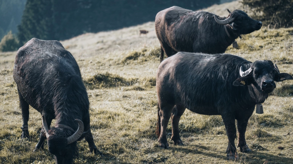 Qu’est-ce qui distingue le lait de bufflonne?