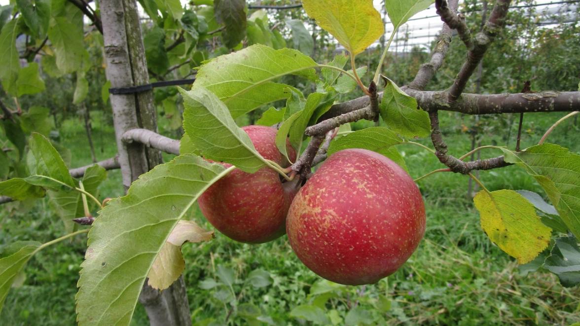 Finden Sie Ihren Lieblingsapfel