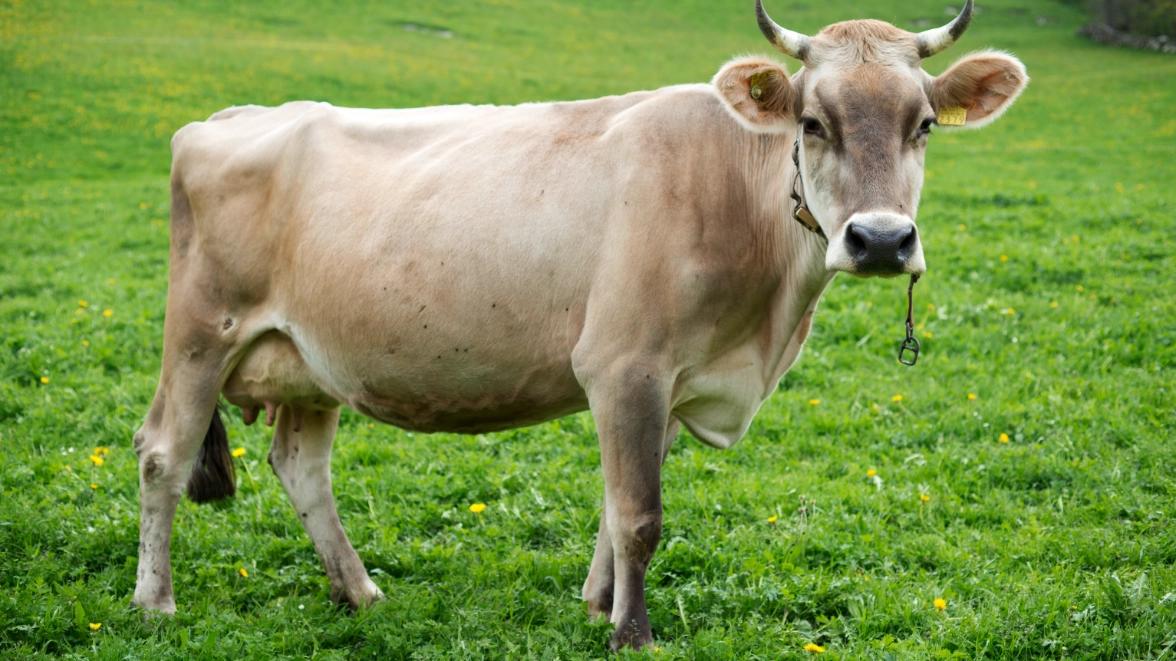 Le Bourgeon prend soin de la santé des animaux