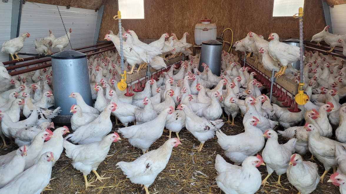 Poules pondeuses biologiques: du pâturage à l'œuf