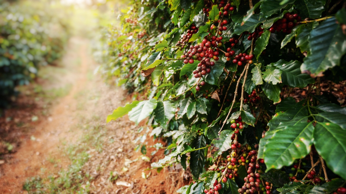Bio-Kaffee schmeckt und schont das Klima