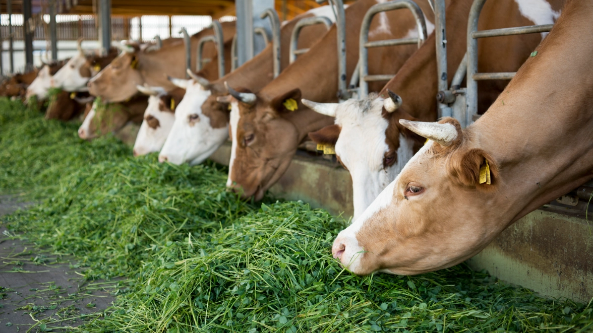 Artgerechte und nachhaltige Fütterung