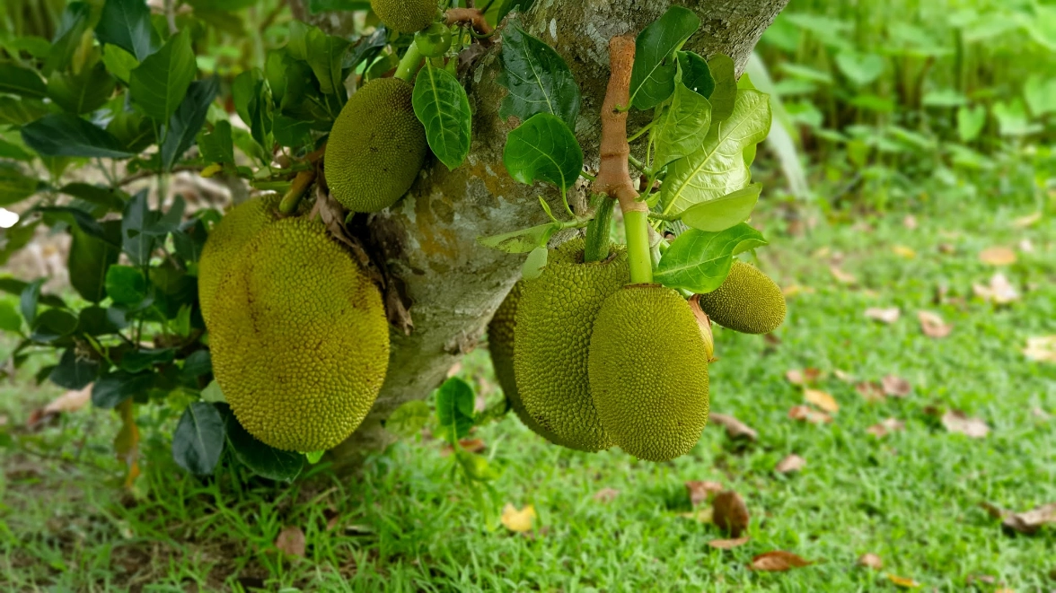 Die Jackfrucht als Alternative zu Fleisch