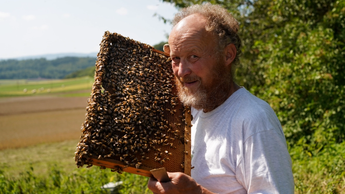 Bio-Honig, Bienen und Königinnen
