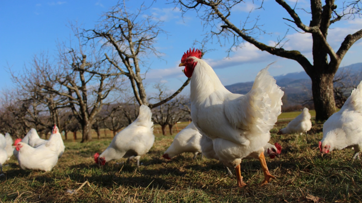 Allevamento di polli rispettoso della specie