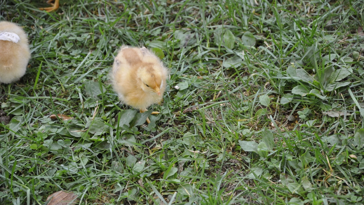 L’élevage des poussins