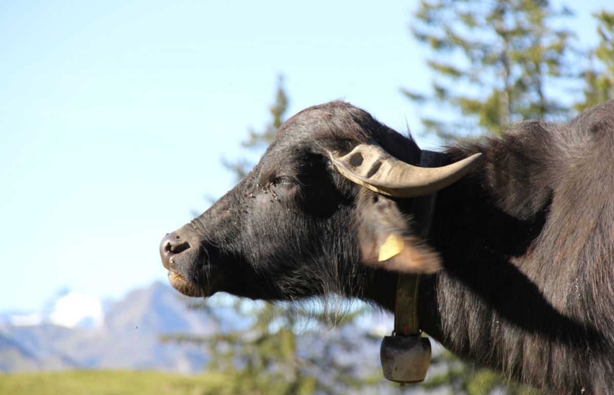 Qu’est-ce qui distingue le lait de bufflonne?