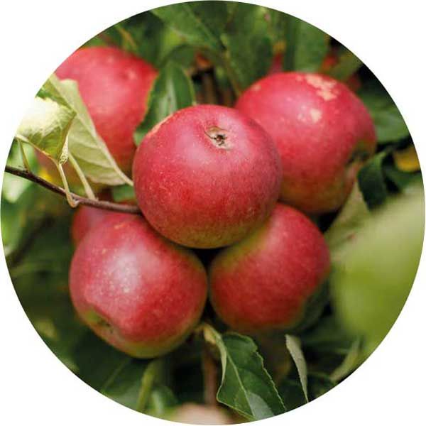 Knospe-Produkte für nachhaltigen Genuss