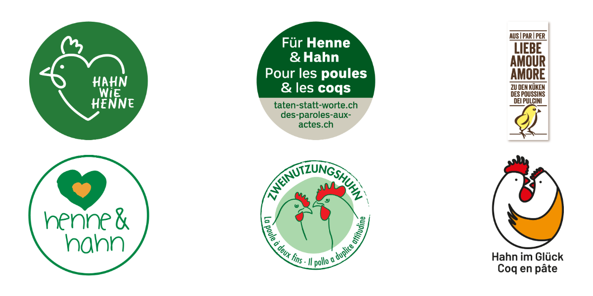 Das Ende des Kükentötens in der Schweiz