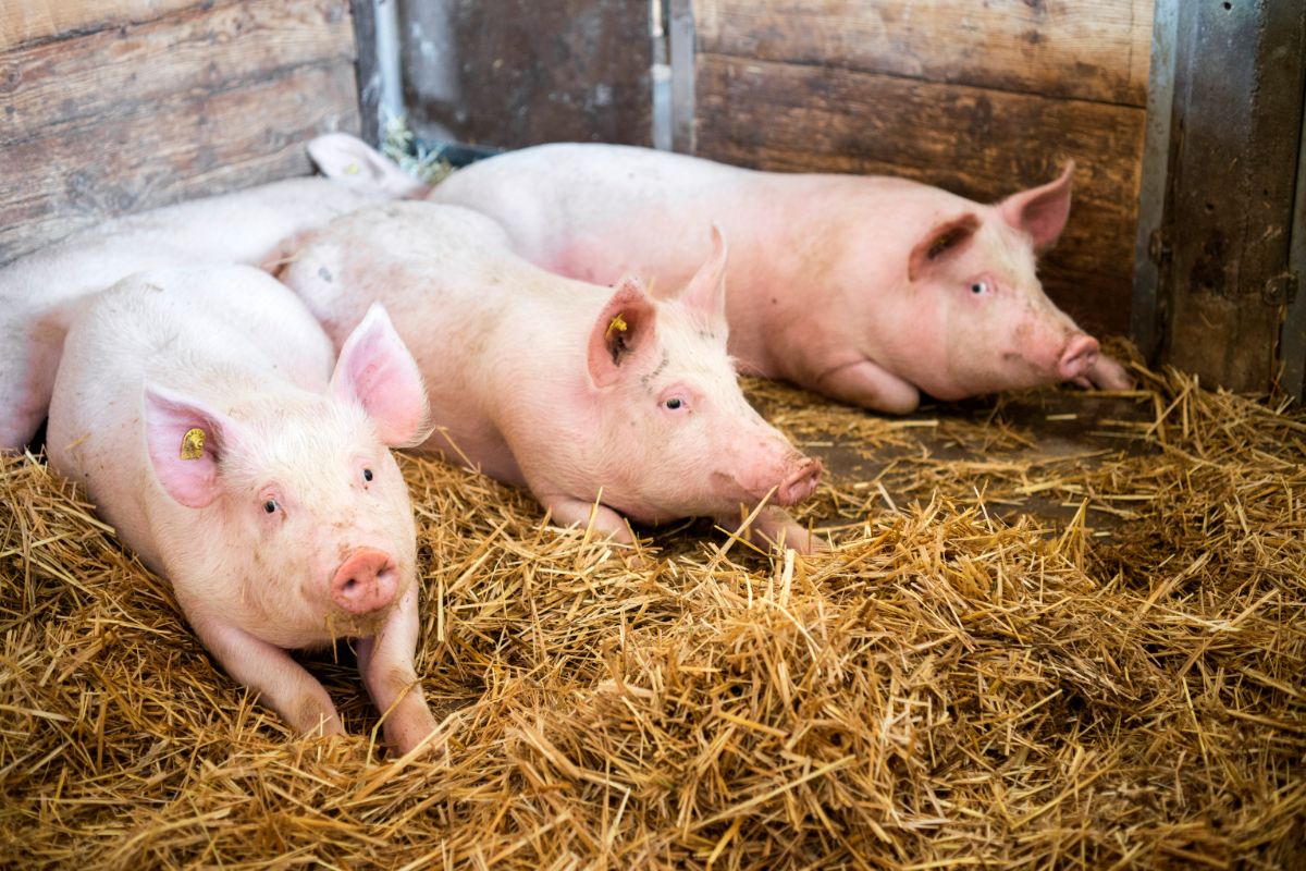 Élevage de porcs