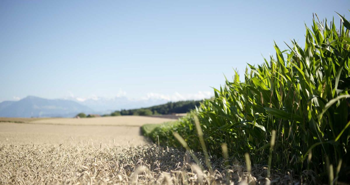 Œufs de Pâques bio à Berne : coloration naturelle chez EiCO